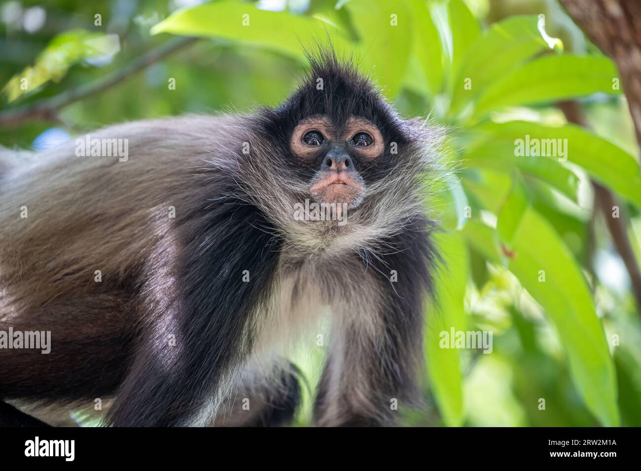 El Salvador, Puerto Barillas, Geoffroy's Spider Monkey (Ateles ...