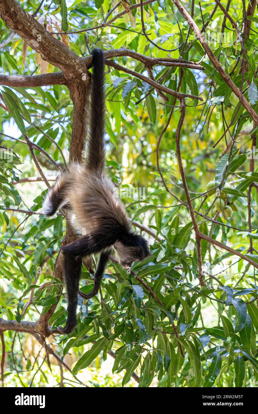 Geoffroy's Spider Monkey (Ateles geoffroyi), Mono Araña, Puerto ...