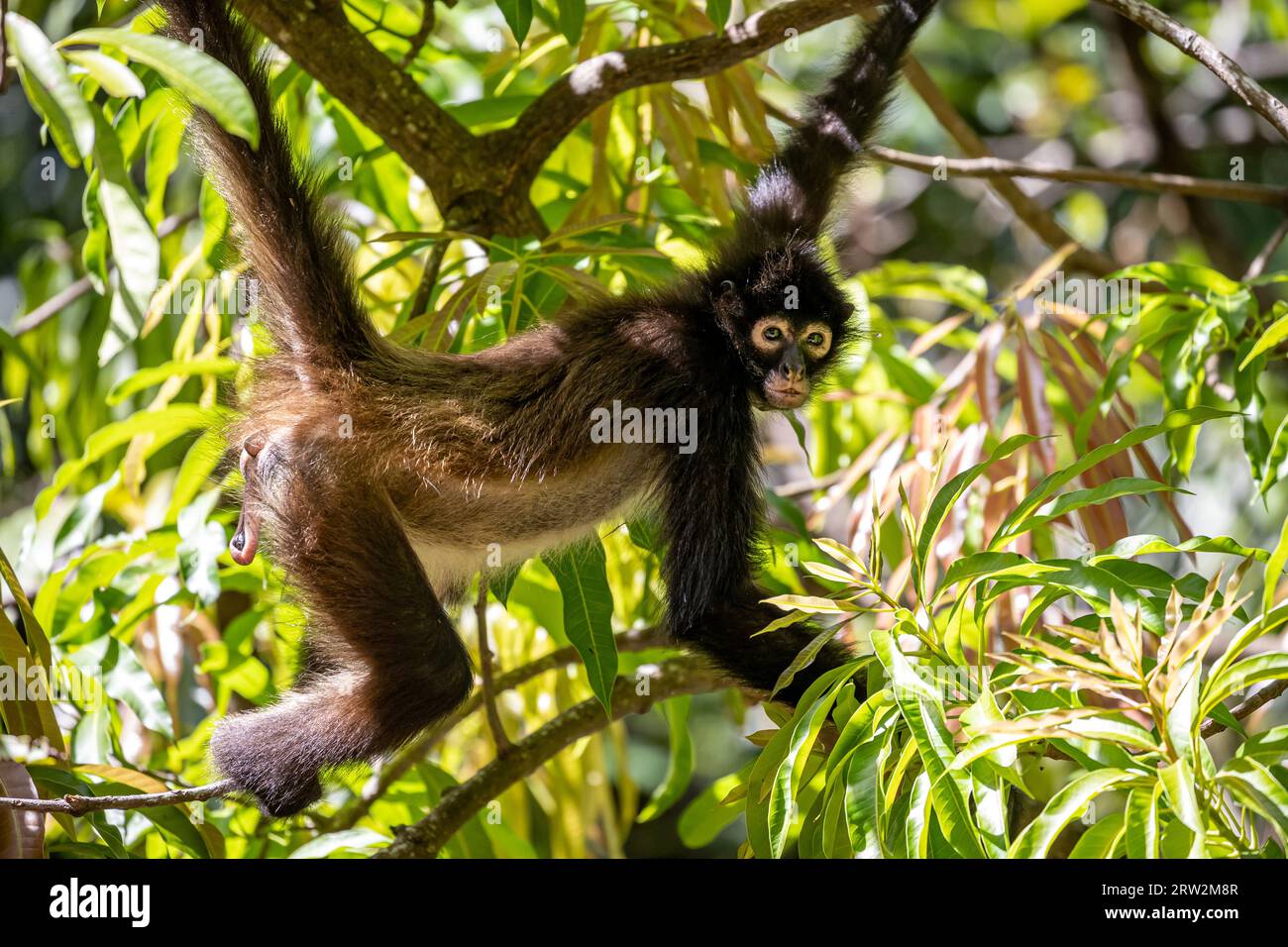 El Salvador, Puerto Barillas, Geoffroy's Spider Monkey (Ateles ...