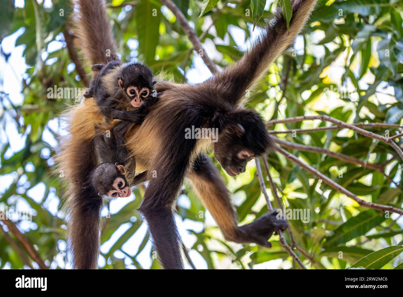 Geoffroy's Spider Monkey (Ateles geoffroyi), Mono Araña, Puerto ...