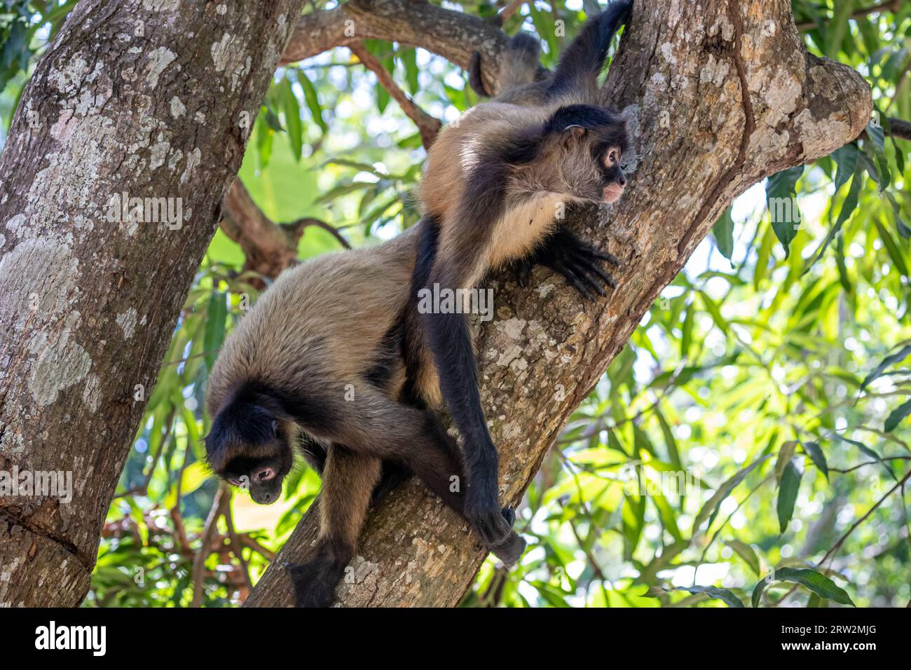 El Salvador, Puerto Barillas, Geoffroy's Spider Monkey (Ateles ...
