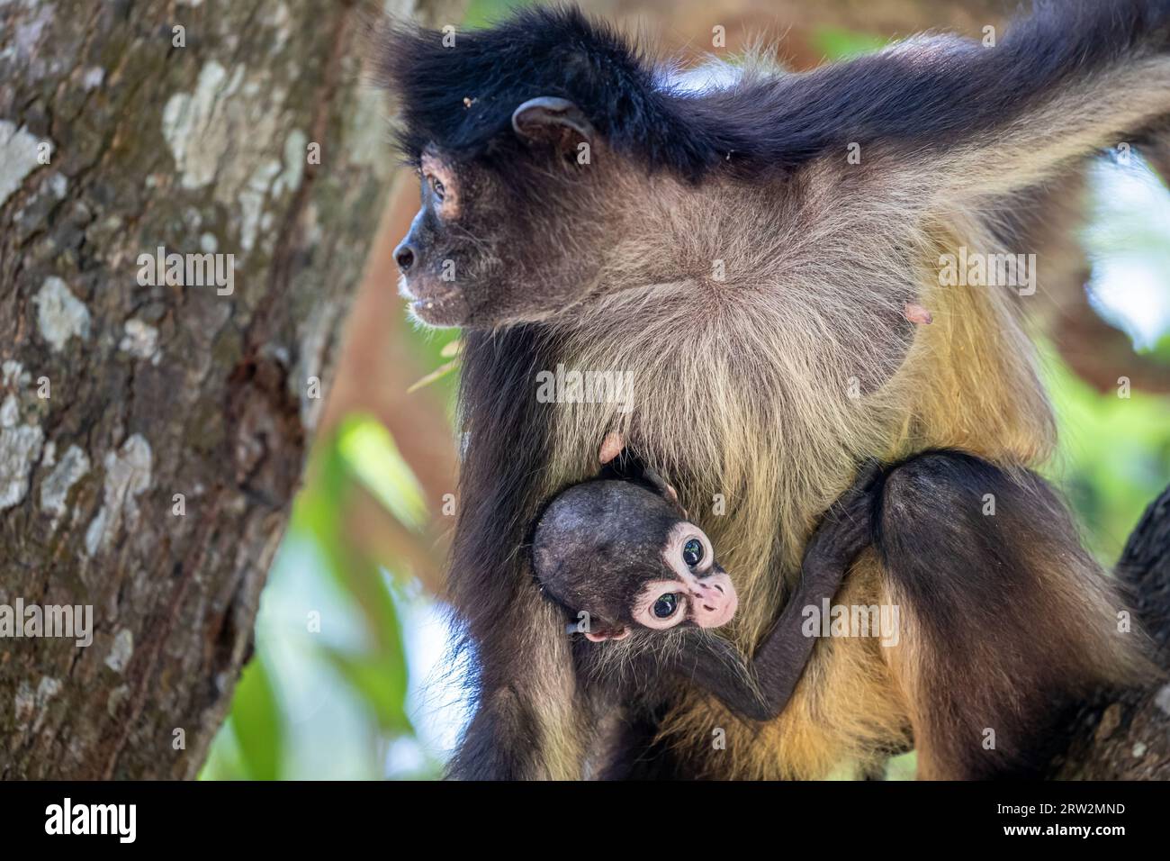 El Salvador, Puerto Barillas, Geoffroy's Spider Monkey (Ateles ...