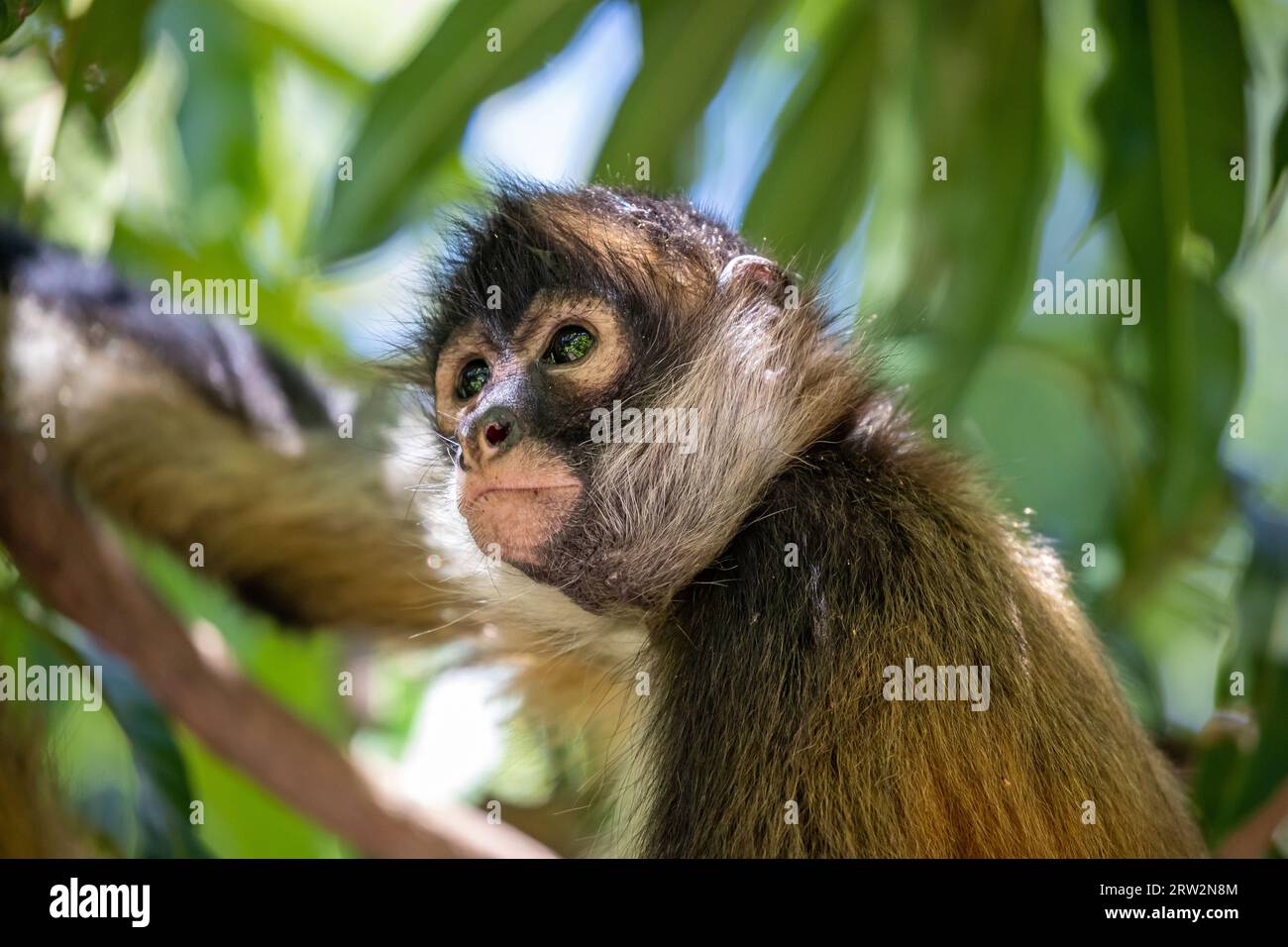 El Salvador, Puerto Barillas, Geoffroy's Spider Monkey (Ateles ...