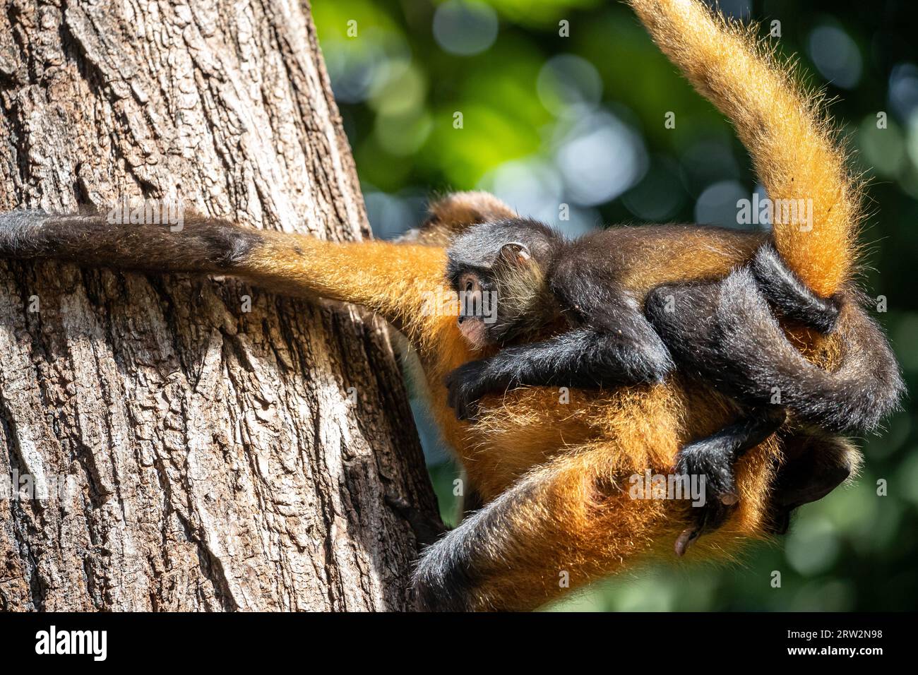 Geoffroy's Spider Monkey (Ateles geoffroyi), Mono Araña, Puerto ...