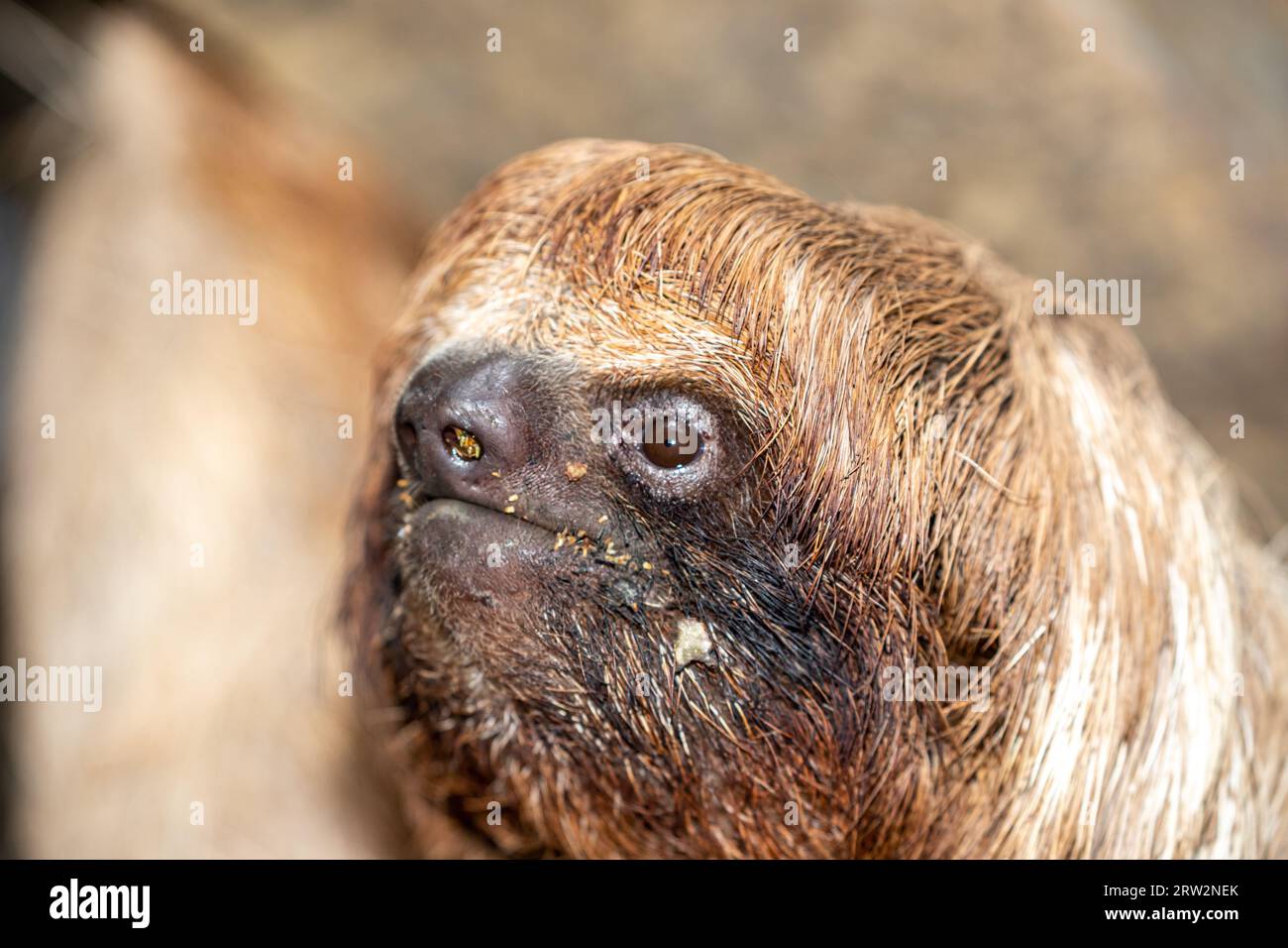 Honduras, Roatán, Hoffmann's two-toed Sloth (Choloepus hoffmanni ...