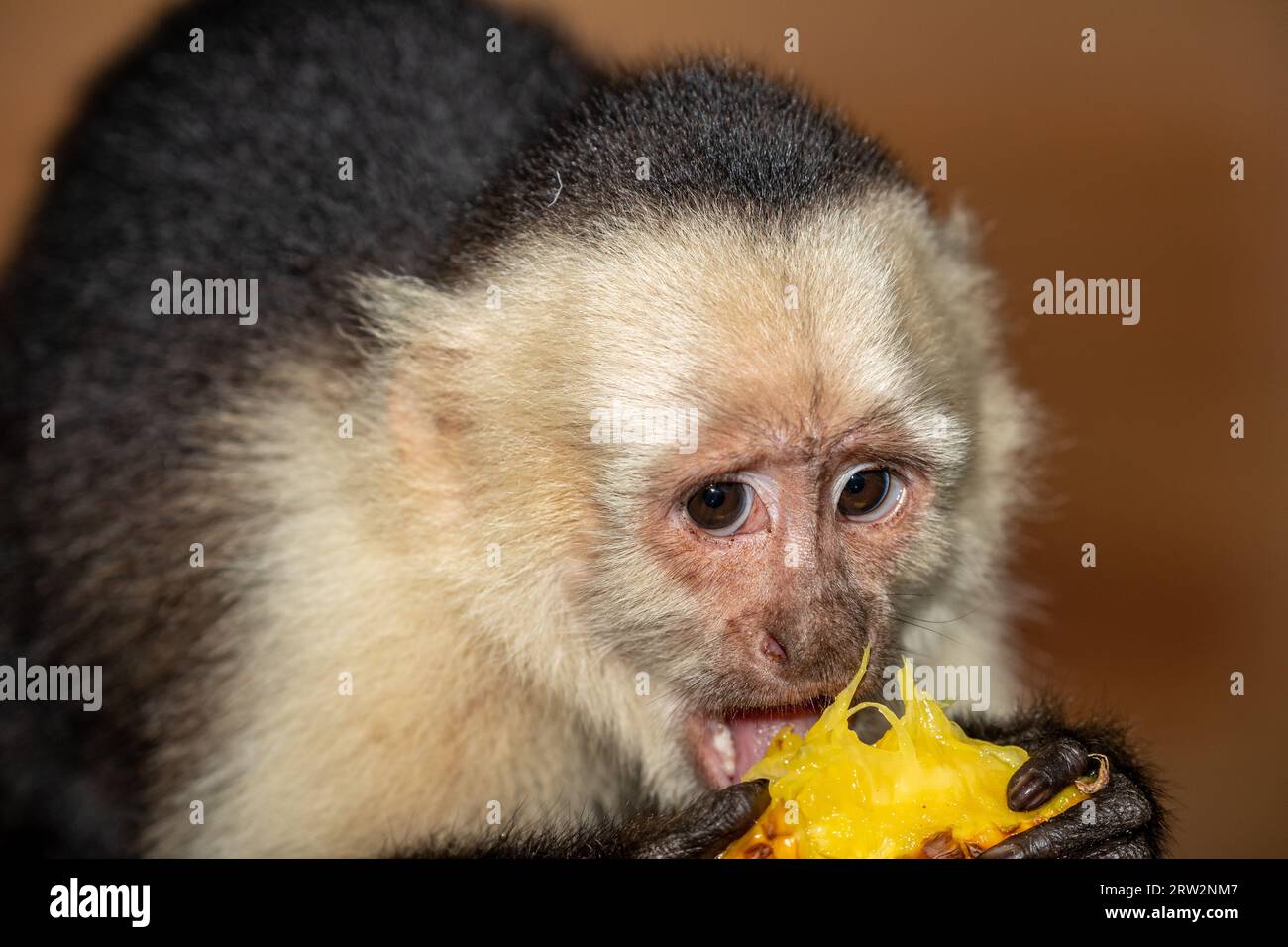 Capuchin monkey endangered hi-res stock photography and images - Alamy