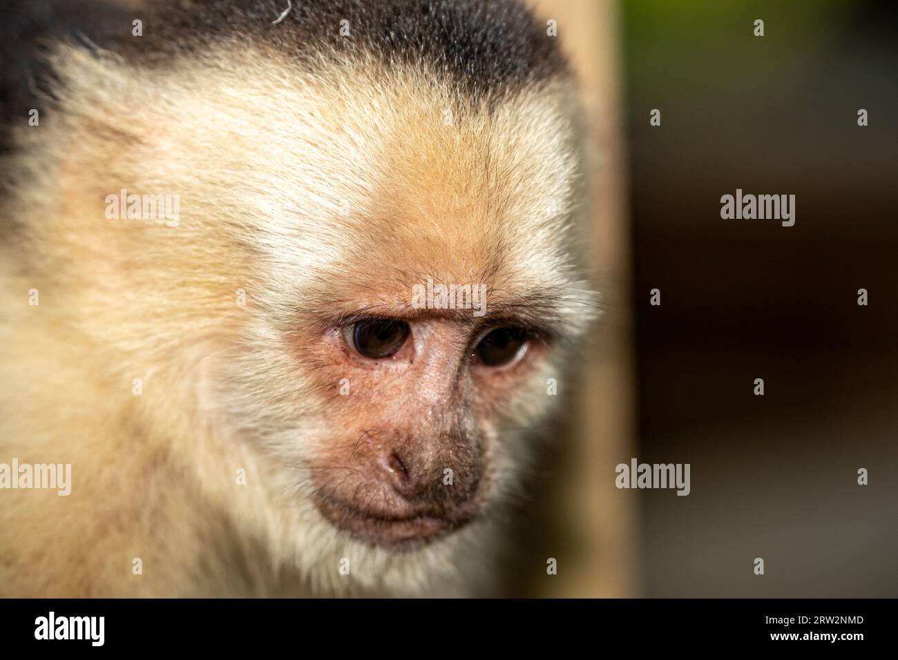 Honduras, Roatán, Capuchin Monkey (Cebus capucinus Stock Photo - Alamy