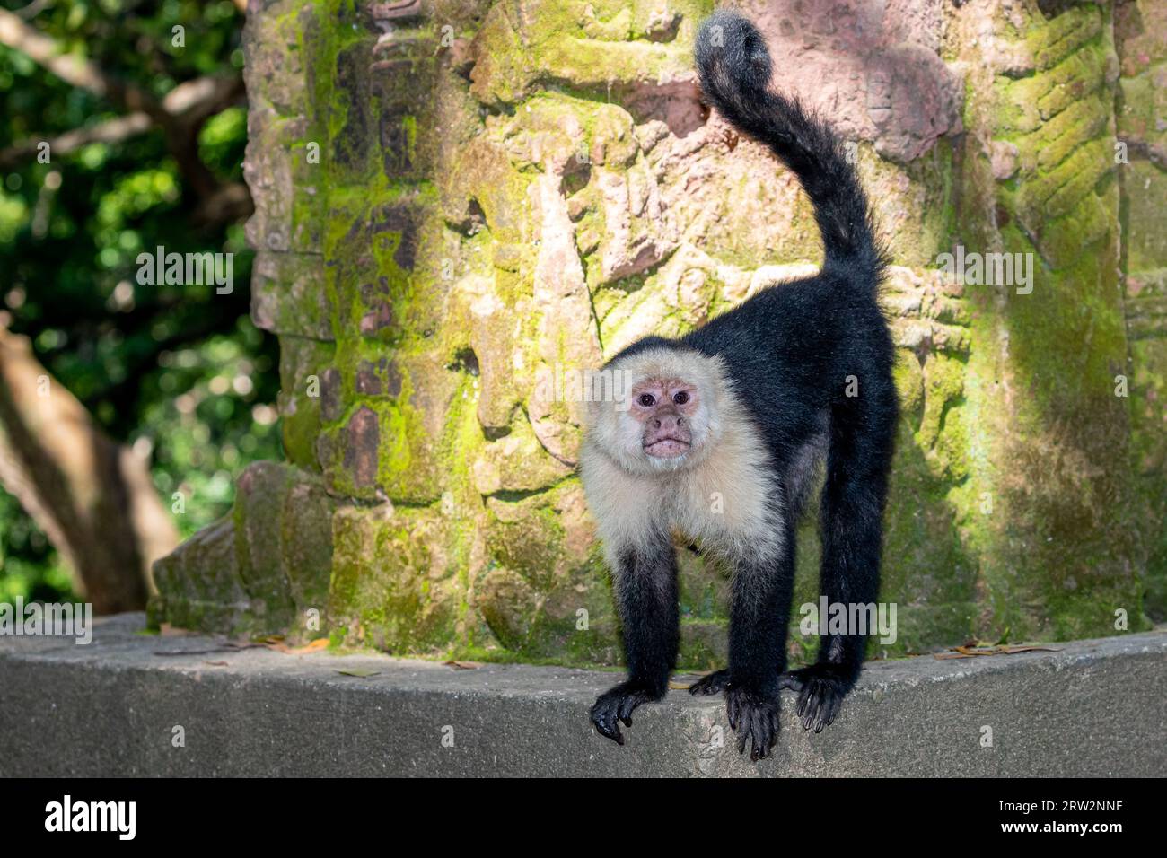 Honduras, Roatán, Capuchin Monkey (Cebus capucinus Stock Photo - Alamy