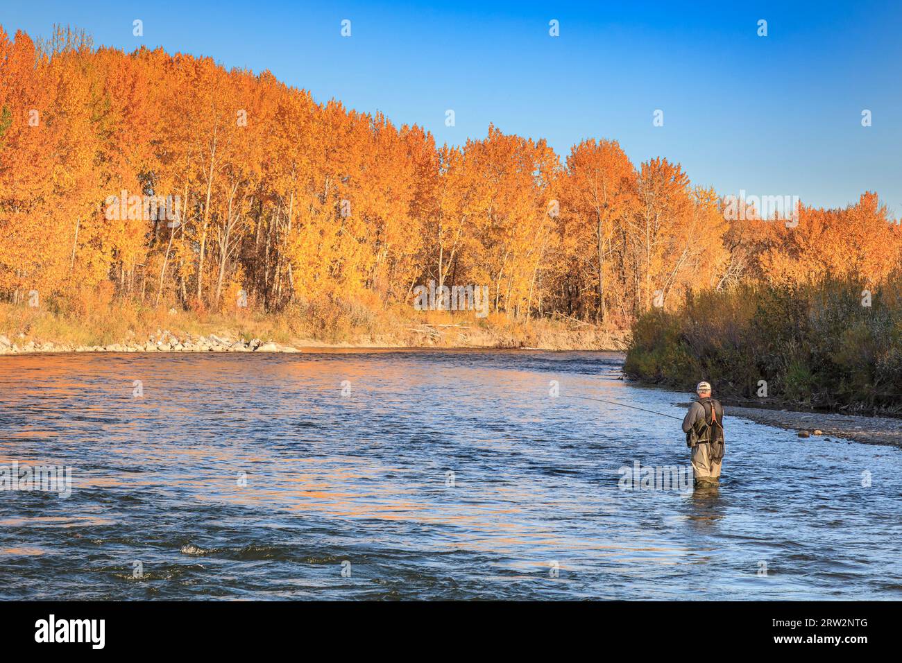 An angler fly fishing on the Sheep River in late autumn in Okotoks ...