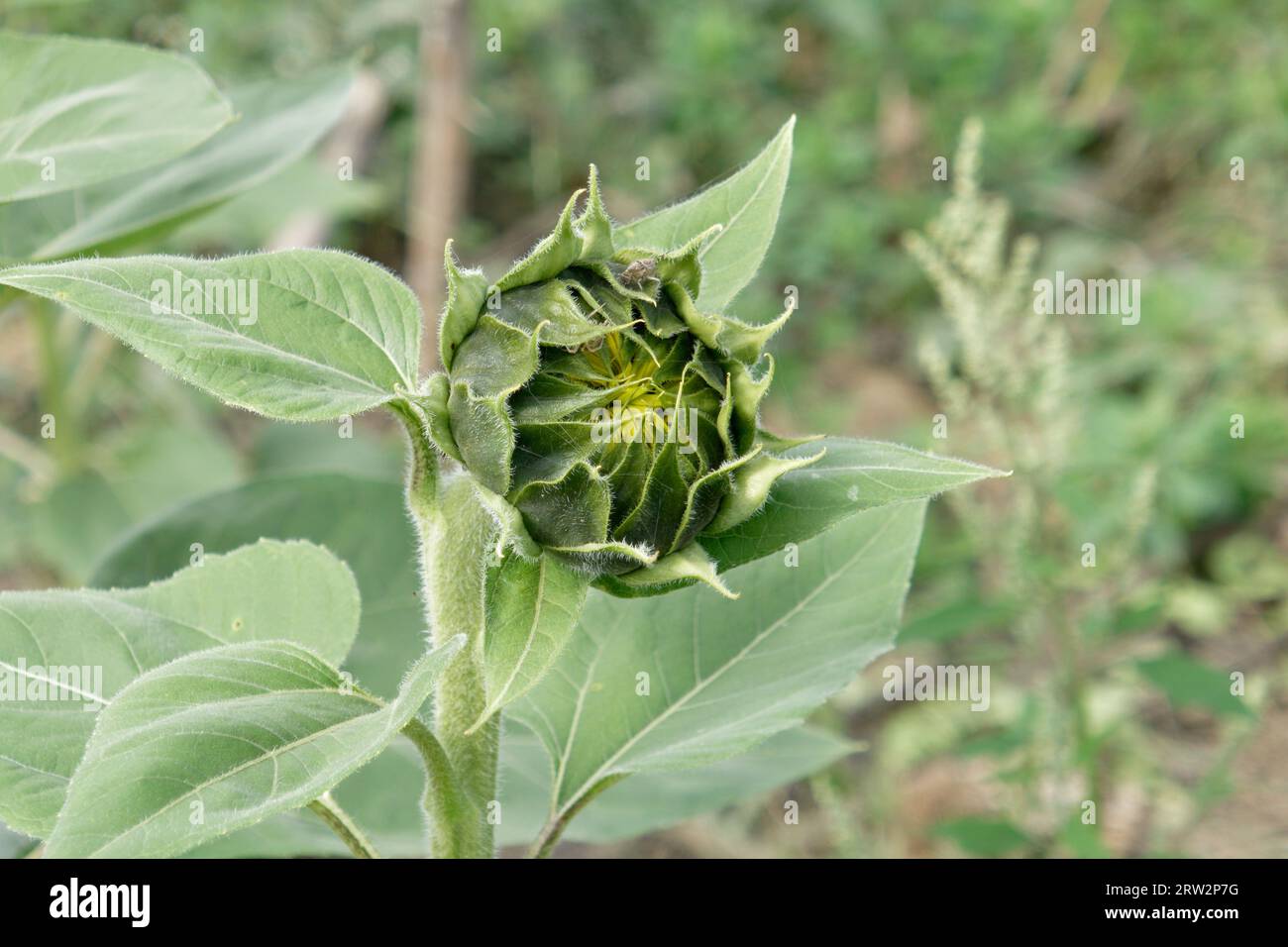 Sunflower closed hi-res stock photography and images - Alamy