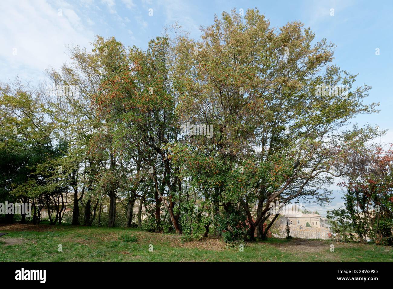 Arbutus unedo also known as strawberry tree or Corbezzolo in Italy ...