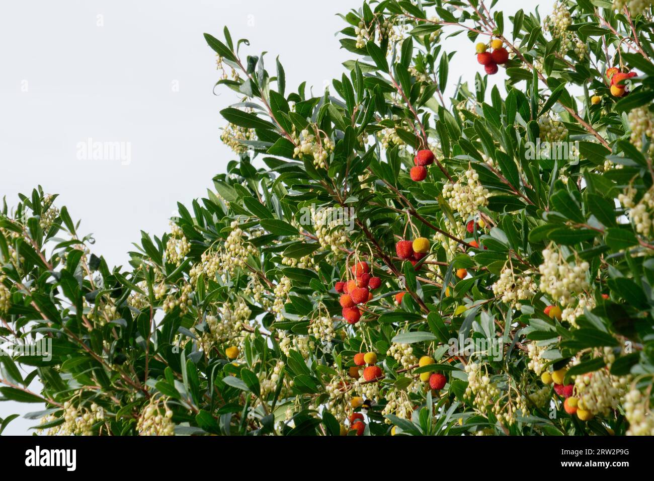 Arbutus unedo strawberry tree hi-res stock photography and images - Alamy