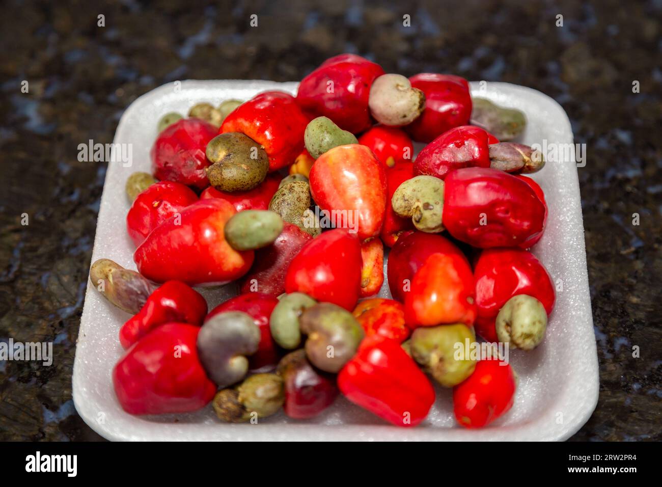 The cerrado cajuzinho (Anacardium humile), also known as cajuzinho-do ...