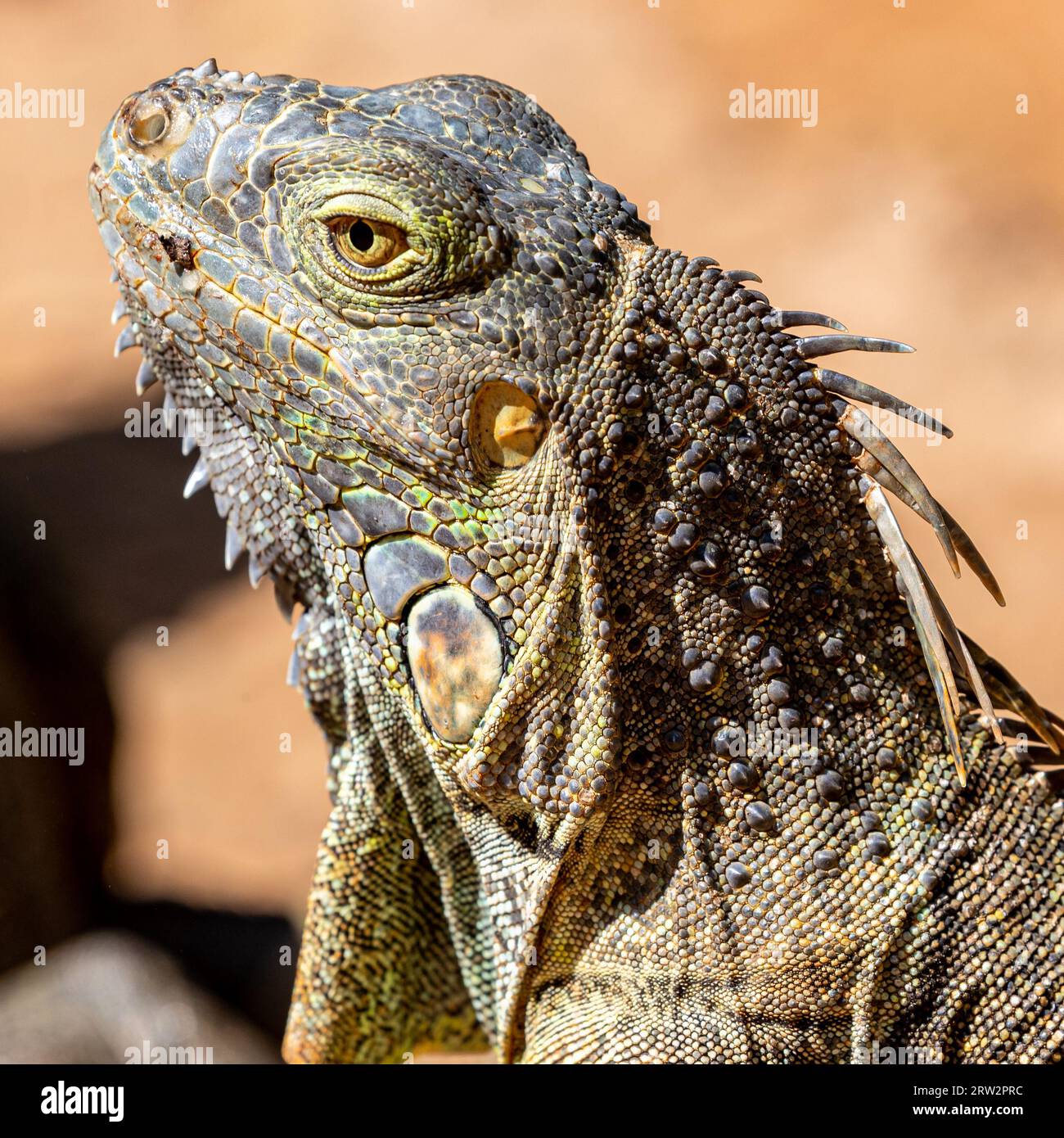 Roatan spiny tailed iguana hi-res stock photography and images - Alamy