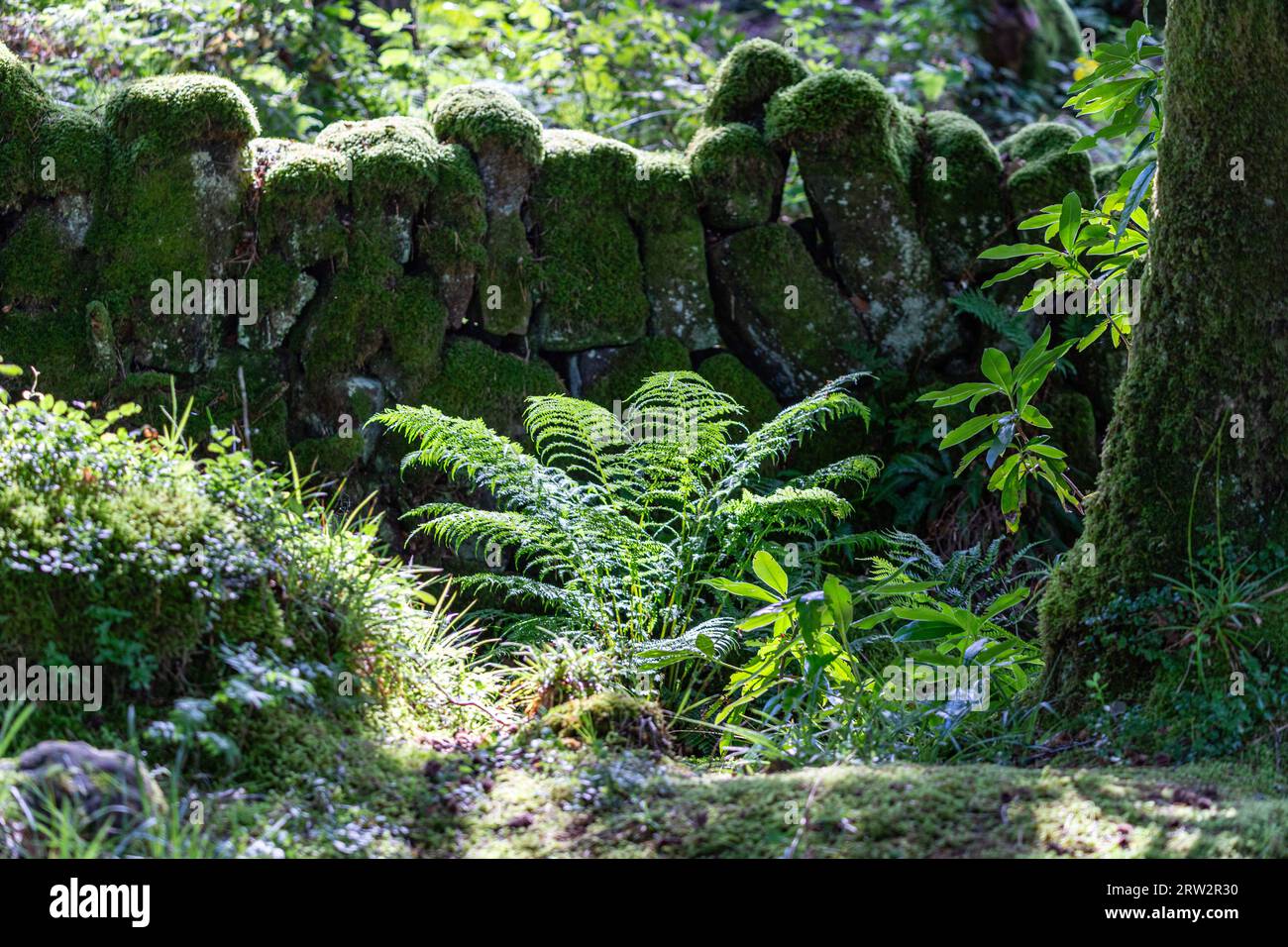 Fern with sunlight in a Forest near The String, Isle Of Arran, Firth of ...