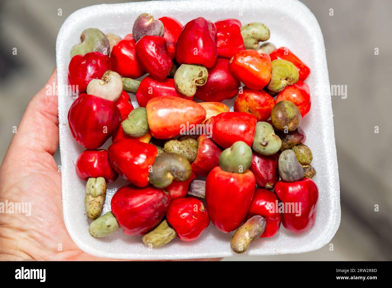The cerrado cajuzinho (Anacardium humile), also known as cajuzinho-do ...