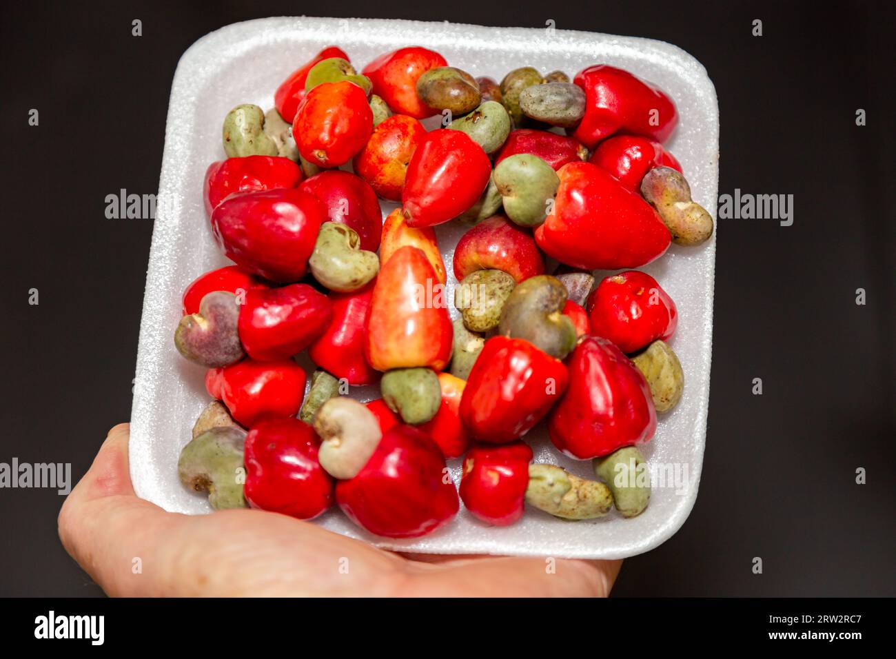 The cerrado cajuzinho (Anacardium humile), also known as cajuzinho-do ...