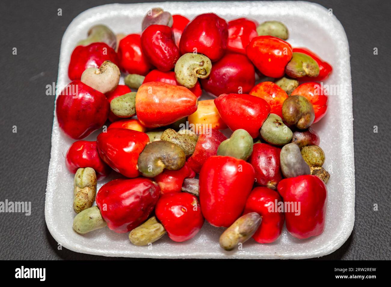The cerrado cajuzinho (Anacardium humile), also known as cajuzinho-do ...