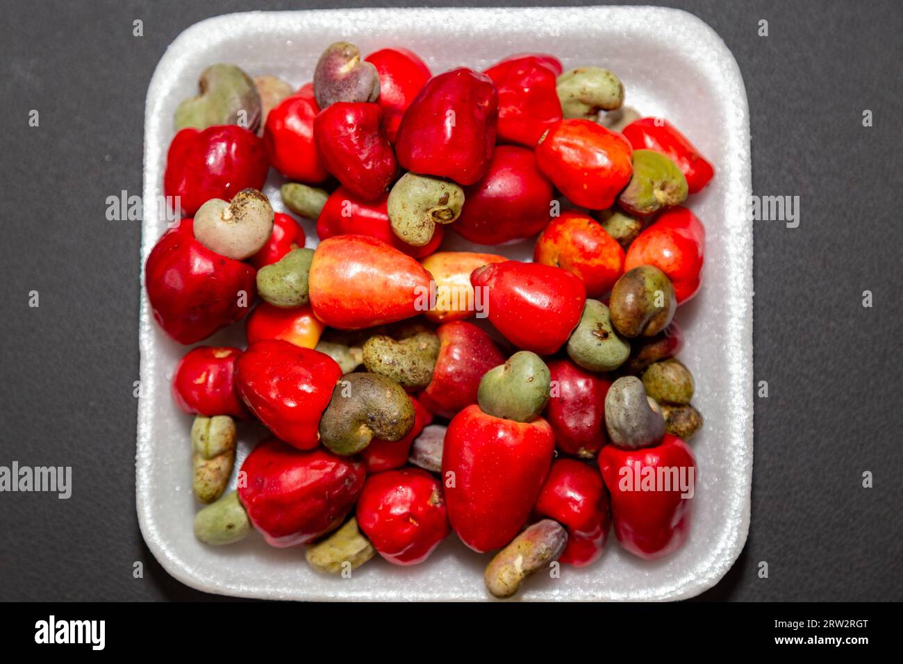 The cerrado cajuzinho (Anacardium humile), also known as cajuzinho-do ...