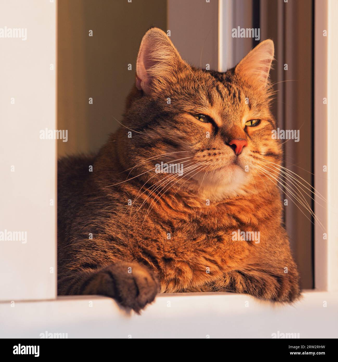 Cute cat sits by the window at sunset Stock Photo - Alamy