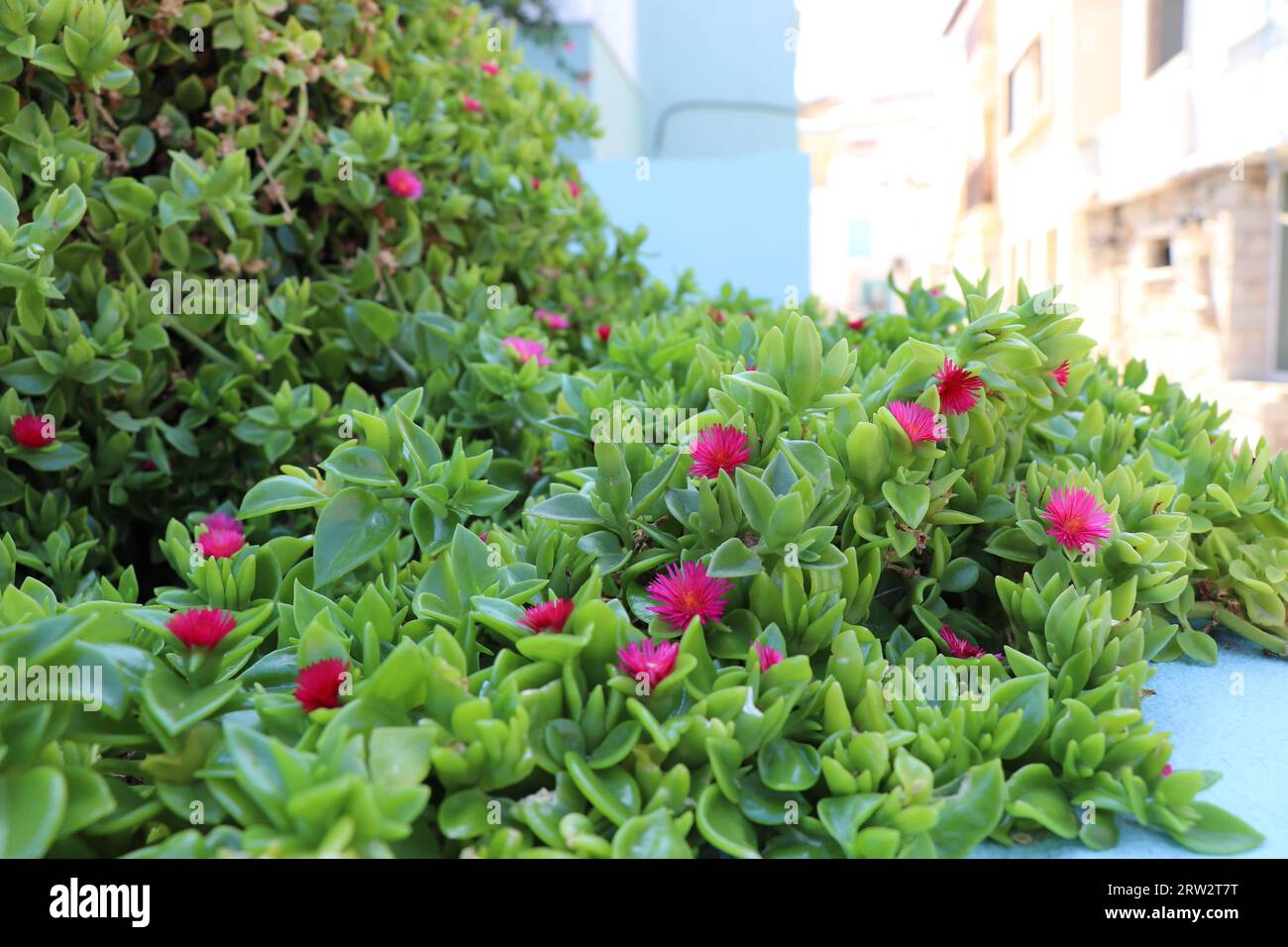 Aptenia cordifolia flowers hi-res stock photography and images - Alamy