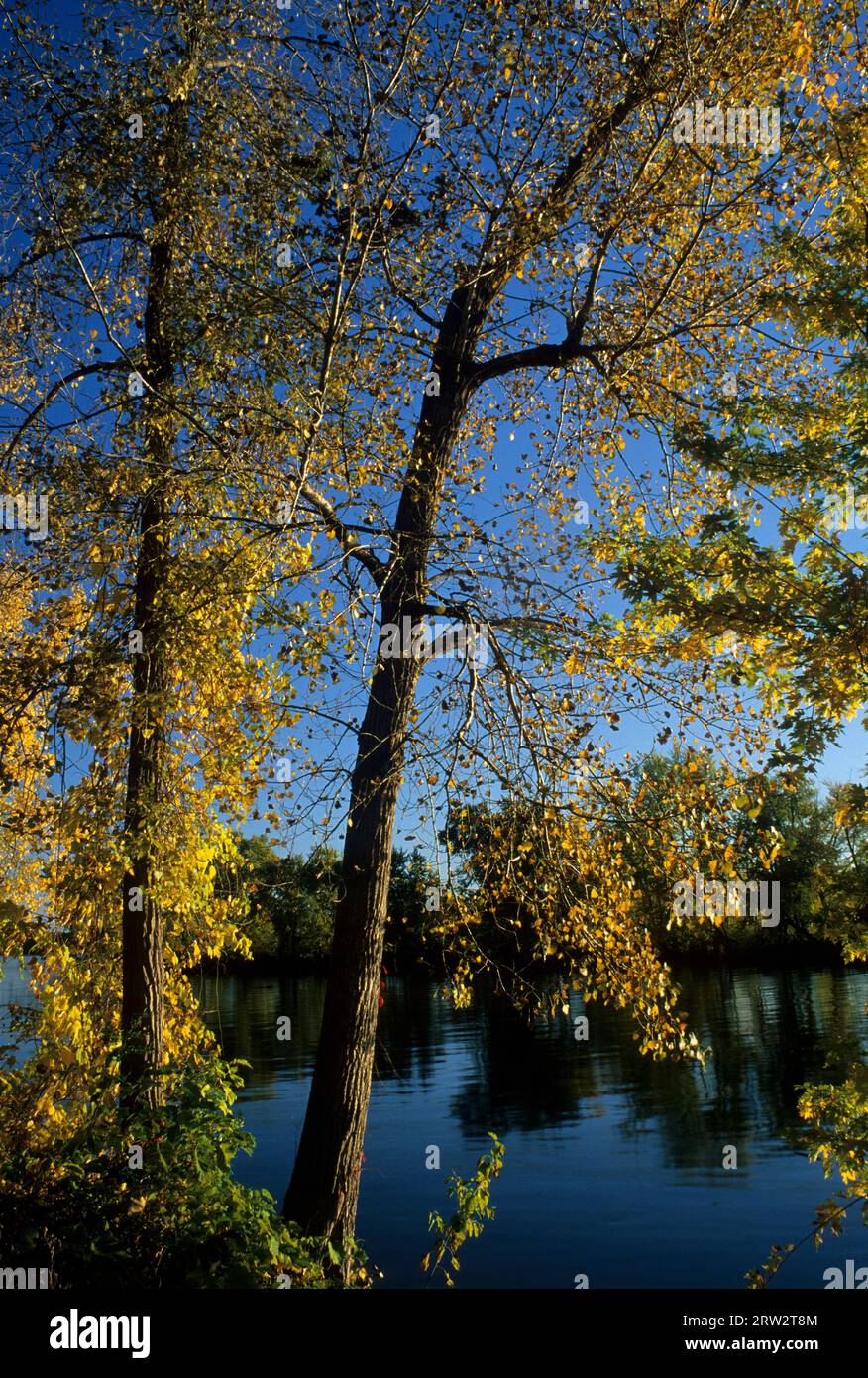 Silver maple and cottonwood along Mississippi River, Winneshiek Landing ...