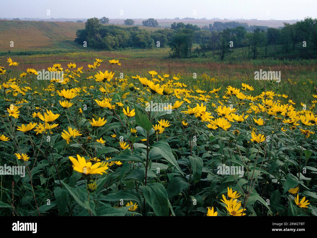 Restoation hi-res stock photography and images - Alamy