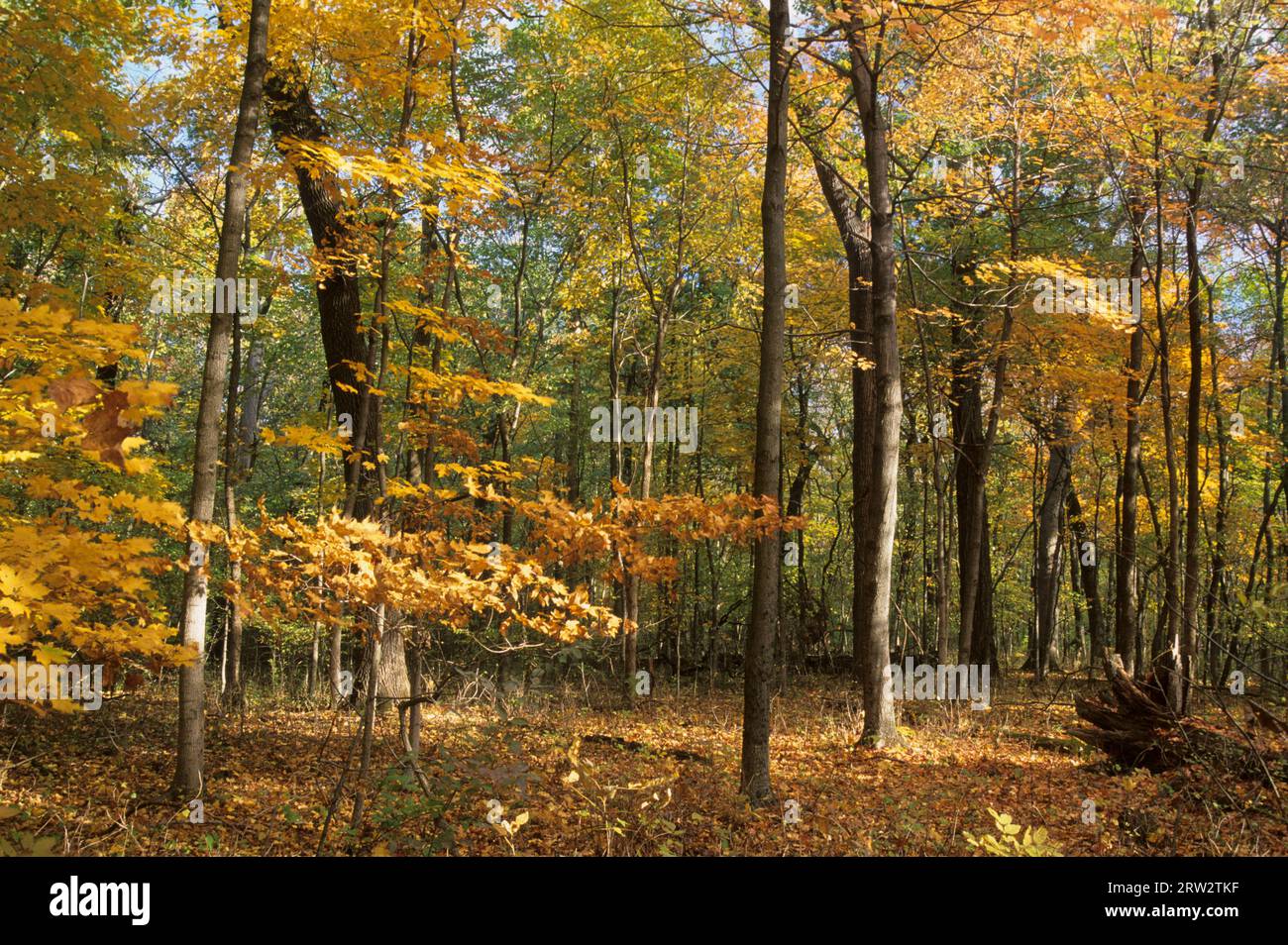 Forest, Robert Allerton Park, Illinois Stock Photo - Alamy