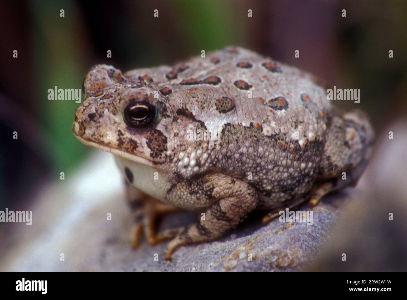 Woodhouse toad on Southwind Nature Trail, Tallgrass Prairie National ...