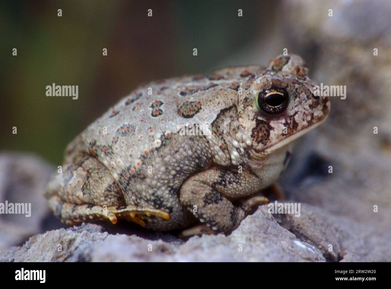 Woodhouse toad hi-res stock photography and images - Alamy