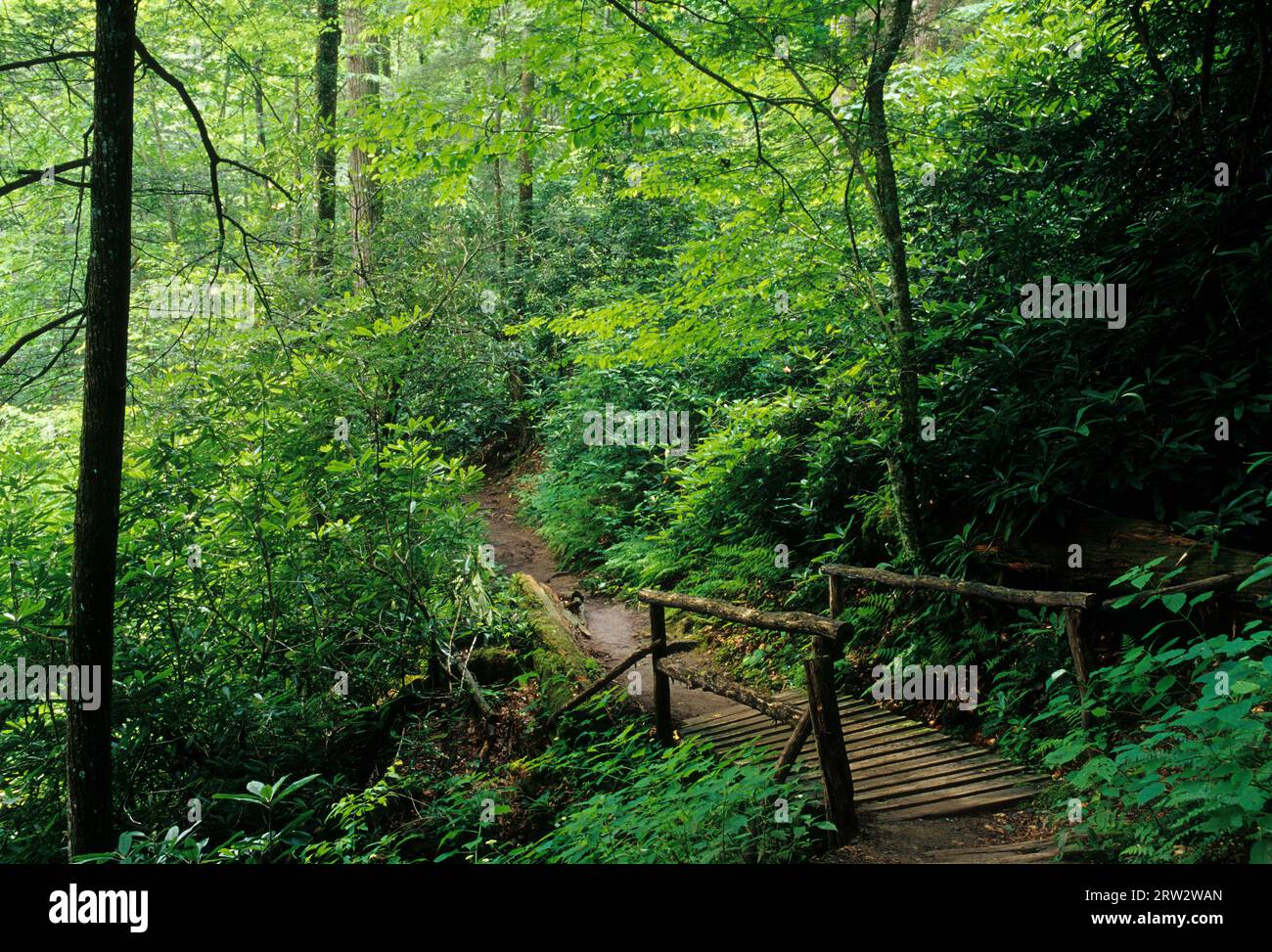 Joyce Kilmer Memorial Trail, Joyce Kilmer Memorial Forest, Nantahala ...