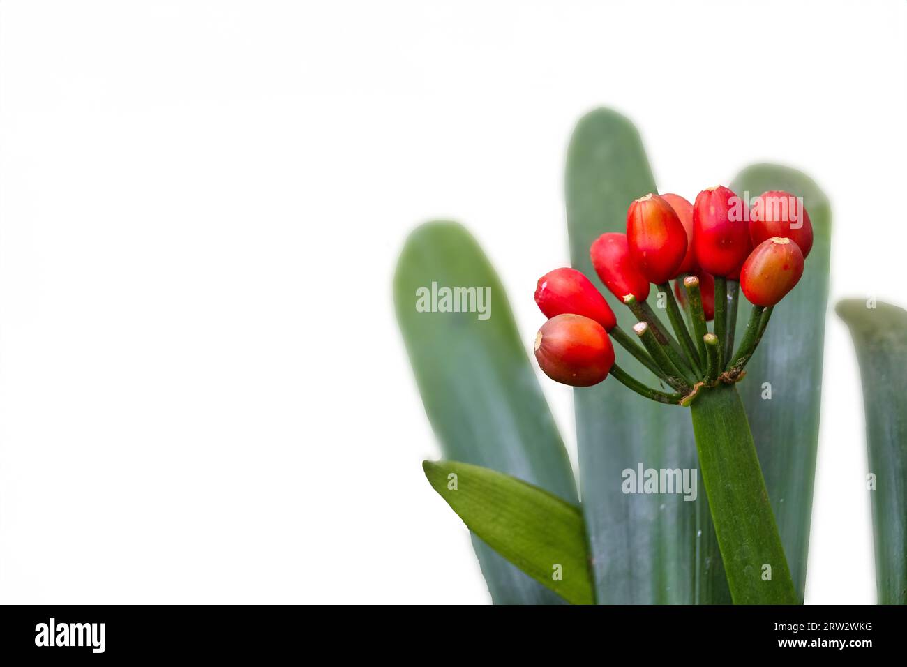 A close-up photograph showcasing the vibrant red seeds of Clivia ...