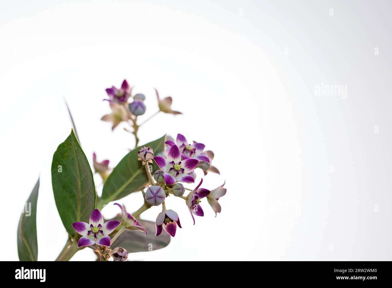 A close-up photograph of a Akundo flower, Calotropis gigantea flower ...