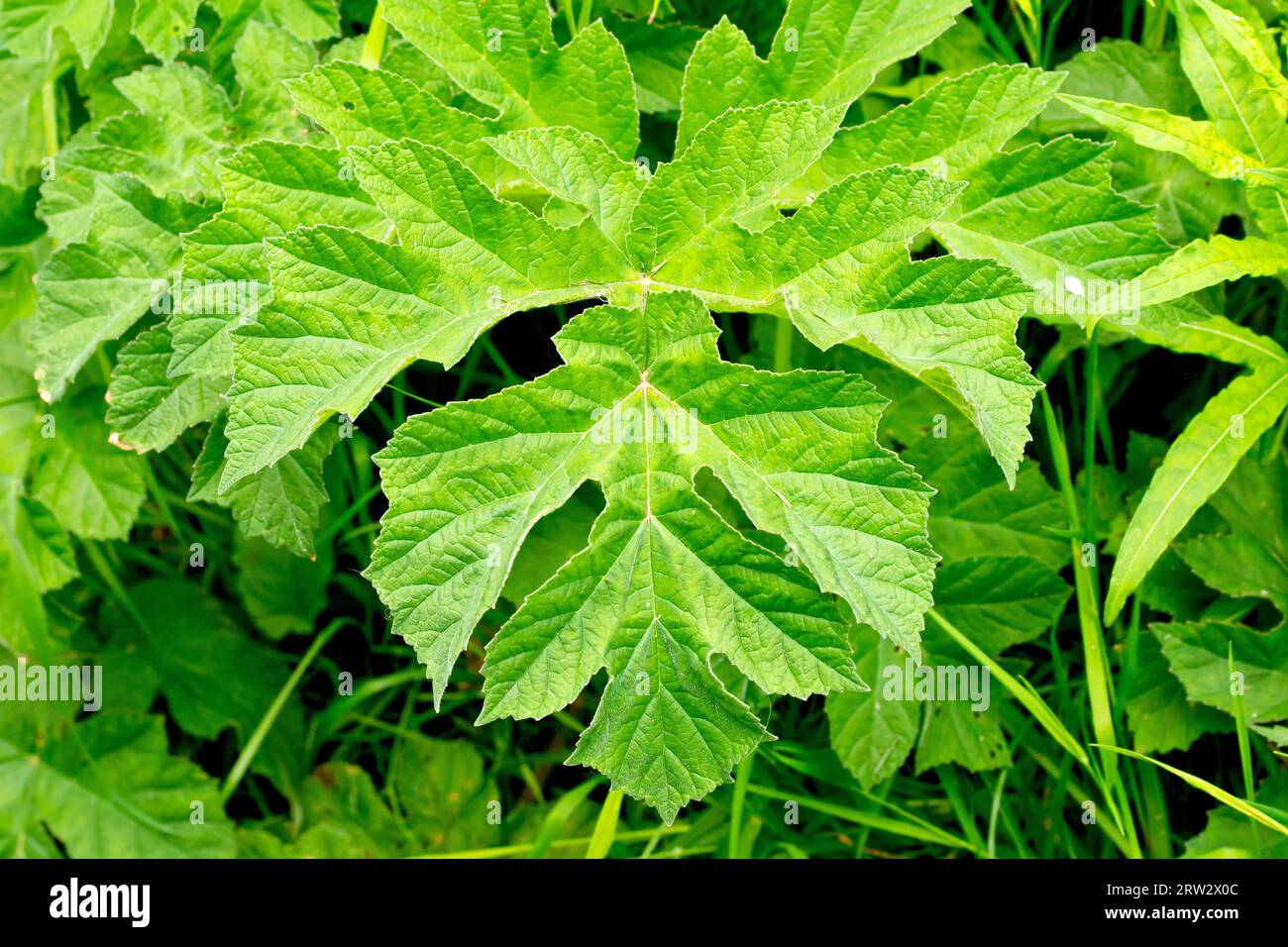 Hogweed or Cow Parsnip (heracleum sphondylium), close up showing the ...