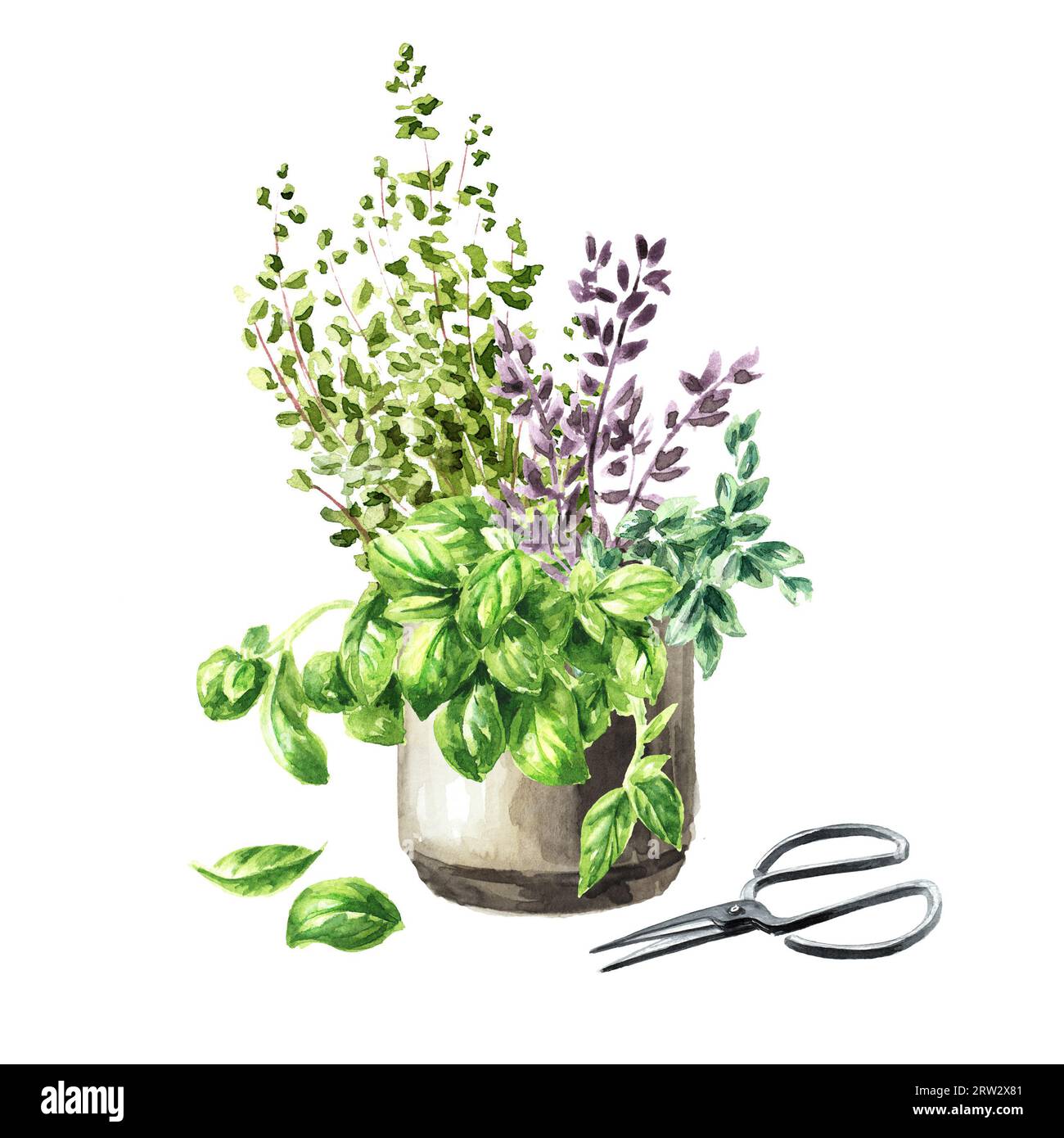 Kitchen fragrant herbs in flower pot. Hand drawn watercolor ...