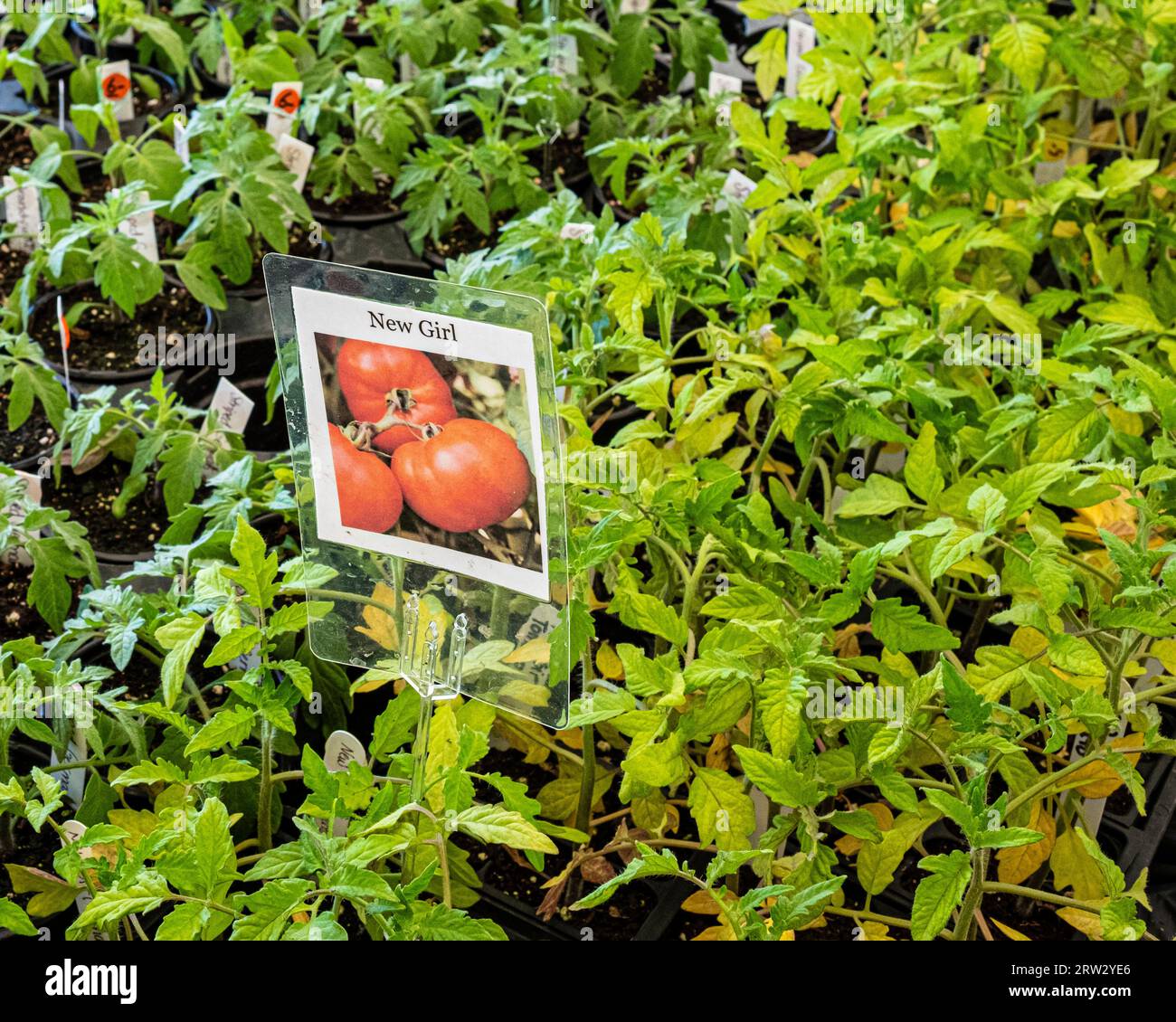 People shopping at the spring farmers market at the Community Harvest ...