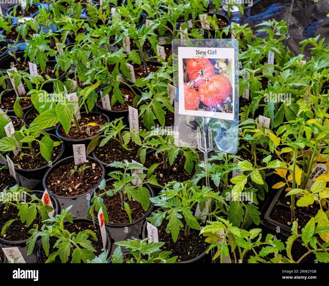 People shopping at the spring farmers market at the Community Harvest ...