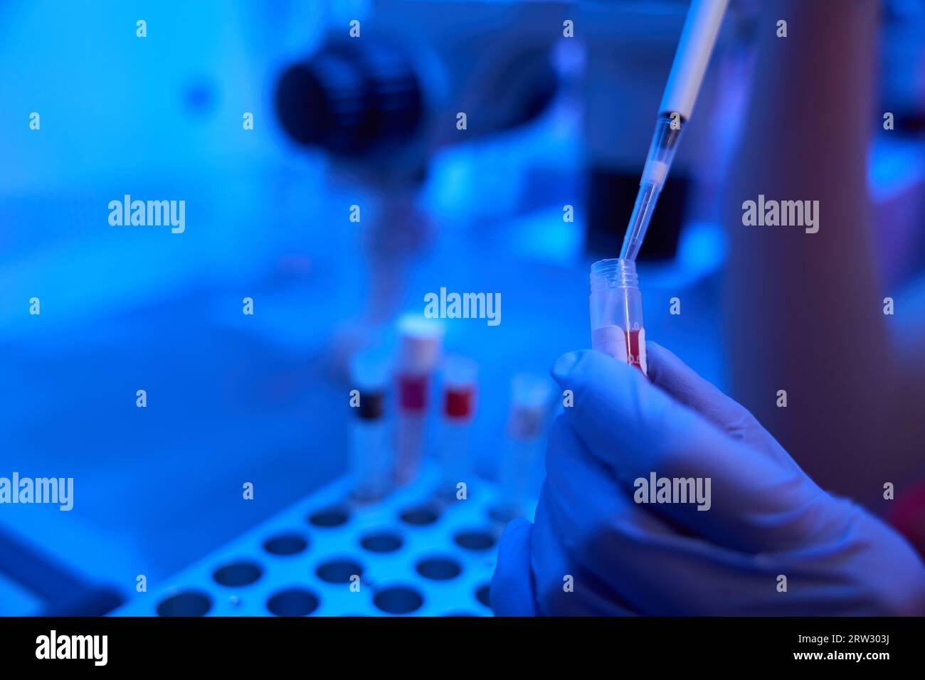 Laboratory assistant takes biomaterial from test tube with special ...