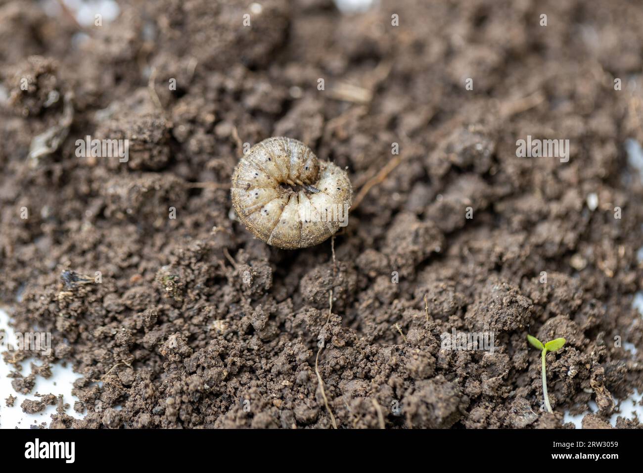 Agrotis segetum hi-res stock photography and images - Alamy