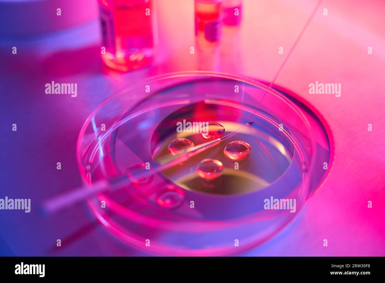 Embryo straw hi-res stock photography and images - Alamy