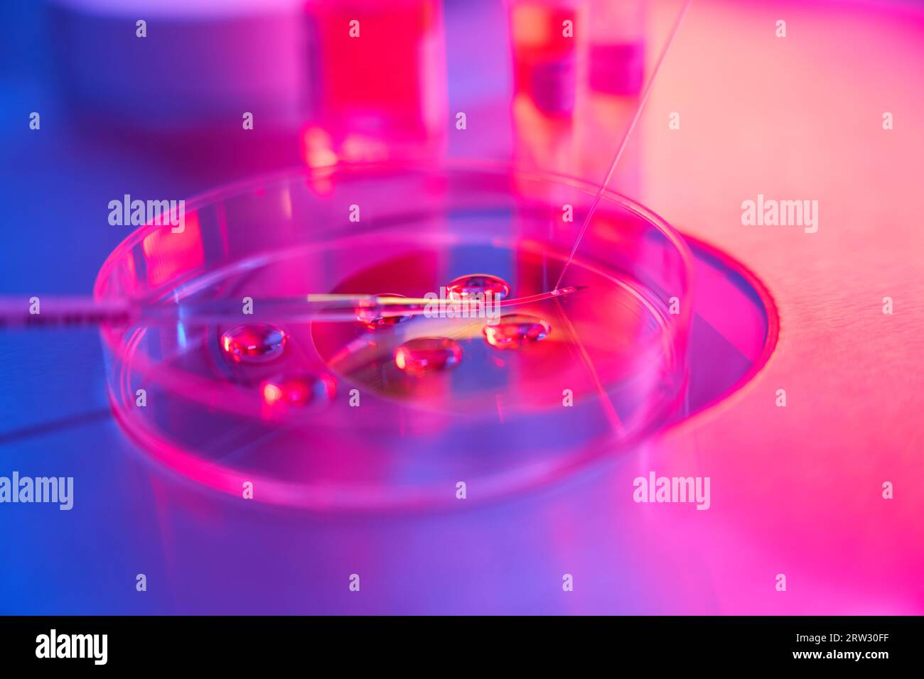 ICSI procedure in modern embryology Stock Photo - Alamy