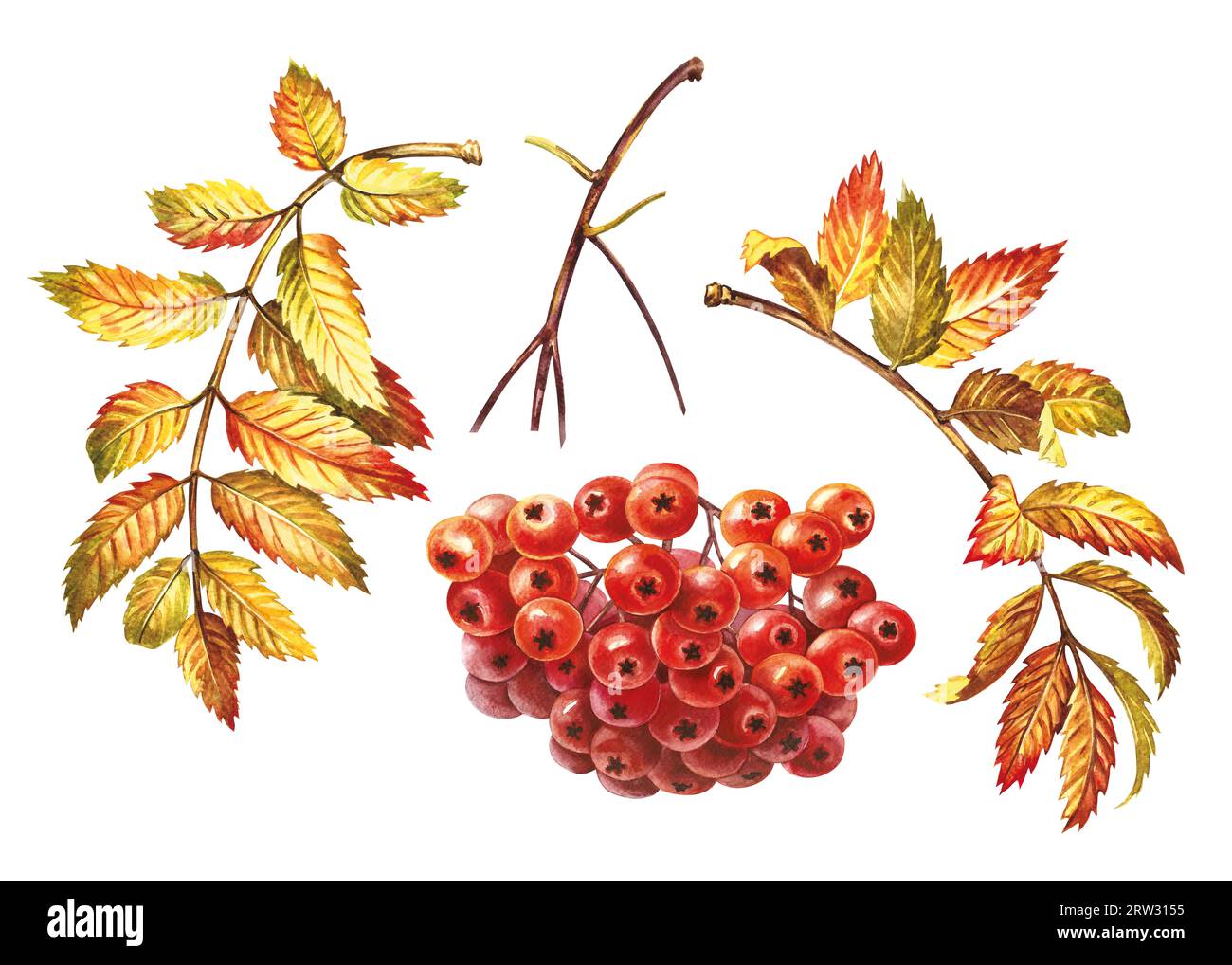 A set of elements of autumn mountain ash. fruits, leaves and a branch ...