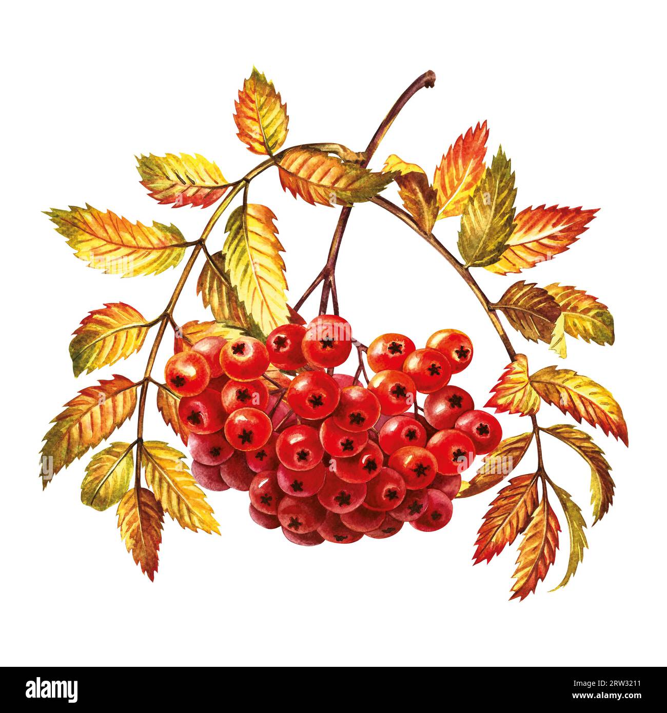 Autumn mountain ash. Rowan fruits. The watercolor is hand-drawn ...
