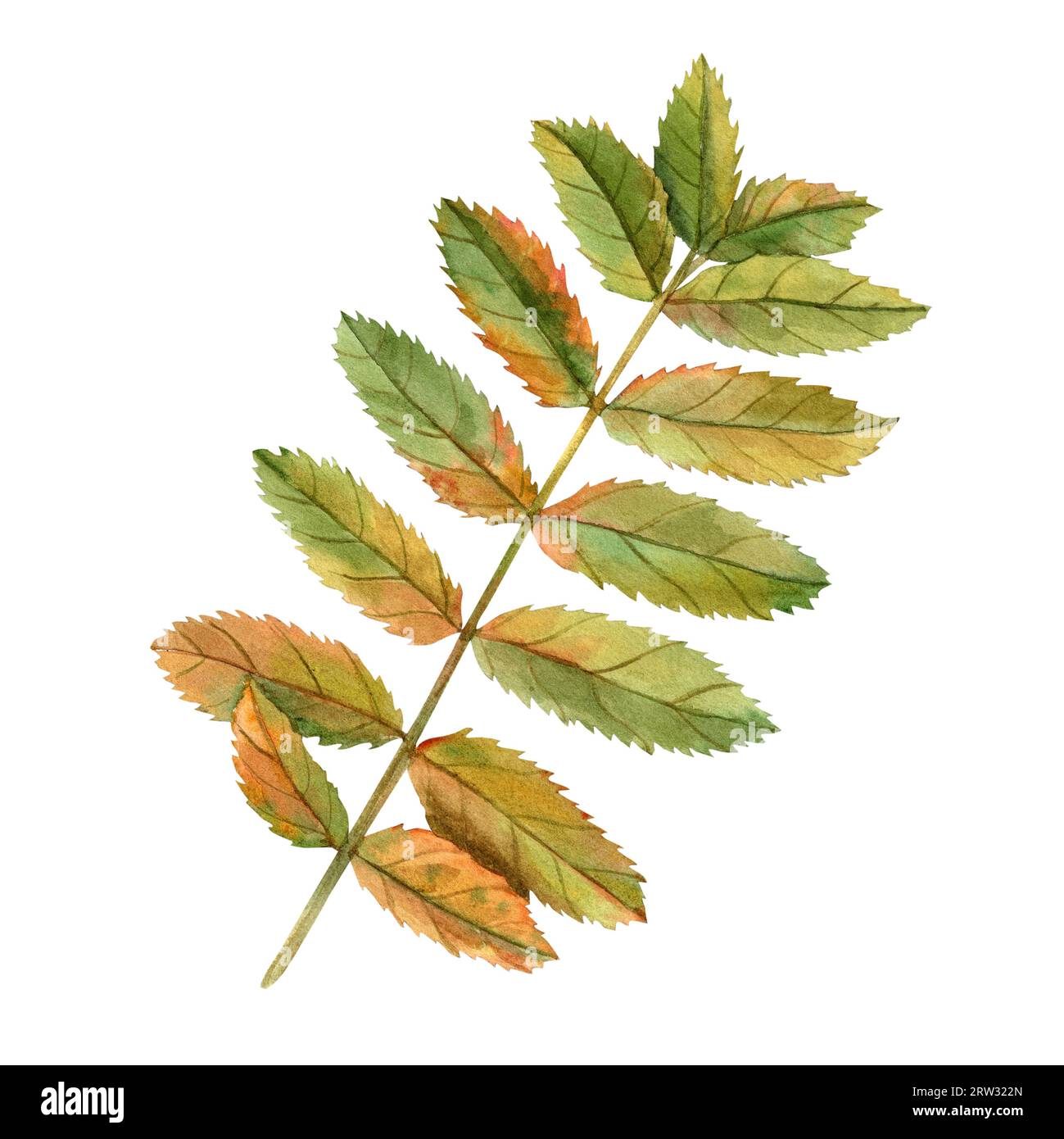 Indian ash tree branch Cut Out Stock Images & Pictures - Alamy