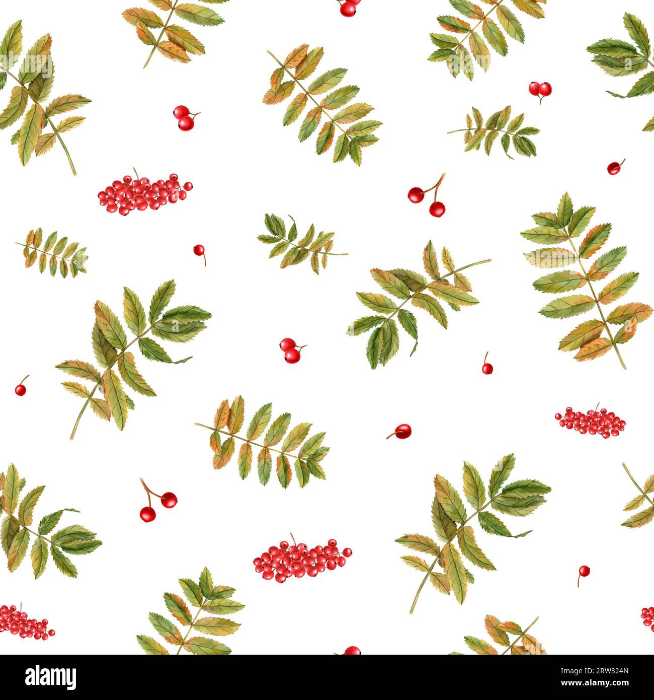 Watercolor seamless pattern of rowan leaves and berries. Botanical illustration with red berries ...