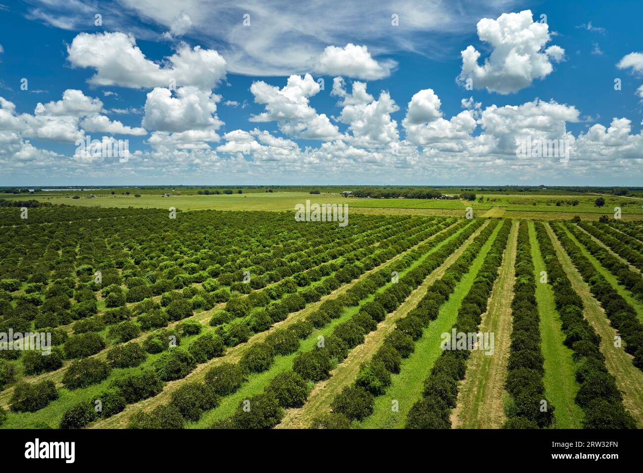 Aerial view of citrus tree usa hi-res stock photography and images - Alamy