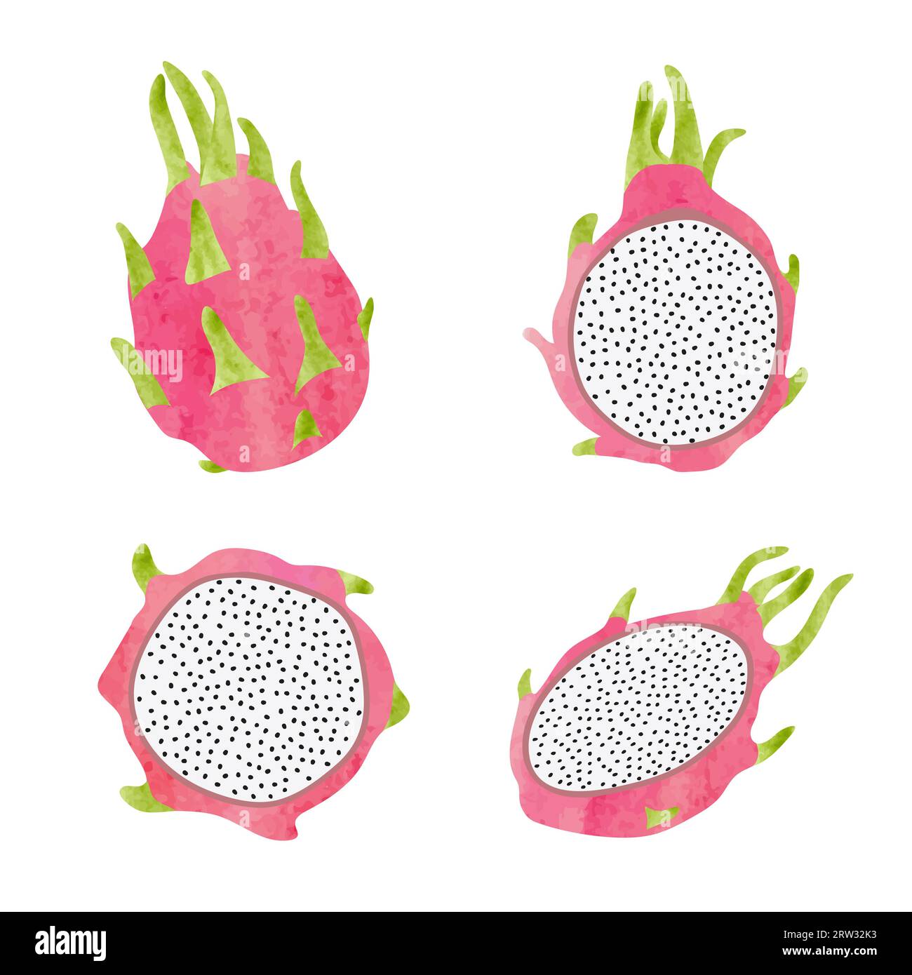 Dragon fruit vector set. Watercolor illustration Stock Vector Image ...