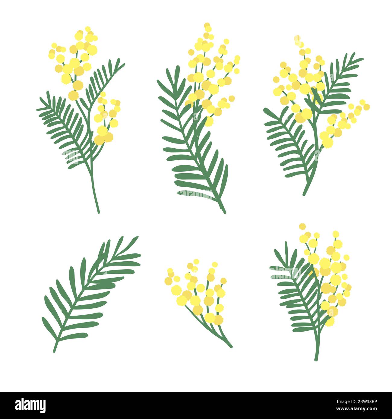 Set of mimosa flowers and leaves isolated on white background. Floral ...