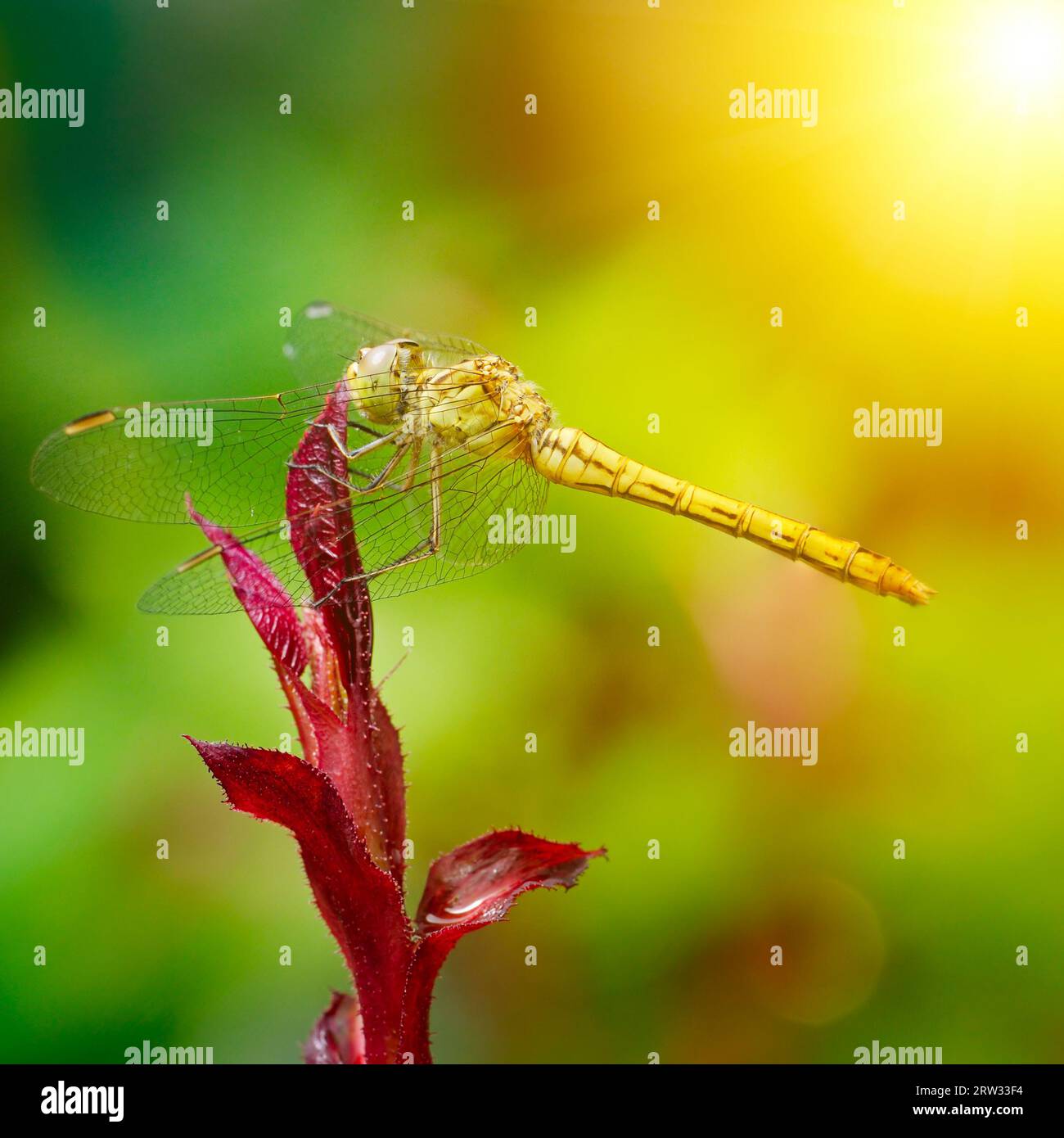 Large dragonfly illuminated by the sun Stock Photo - Alamy