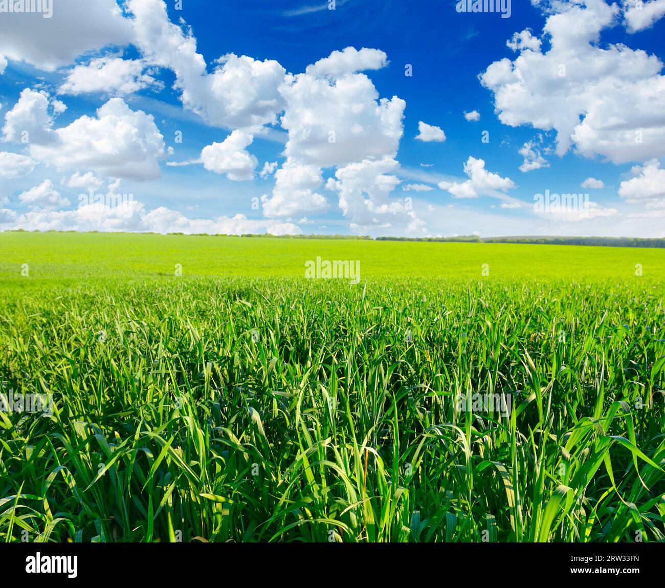 Green grass meadow blue sky hi-res stock photography and images - Alamy